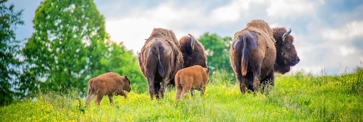 Home - Historic Martin's Station